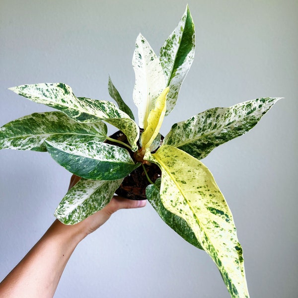 Renaissance Variegated - Etsy