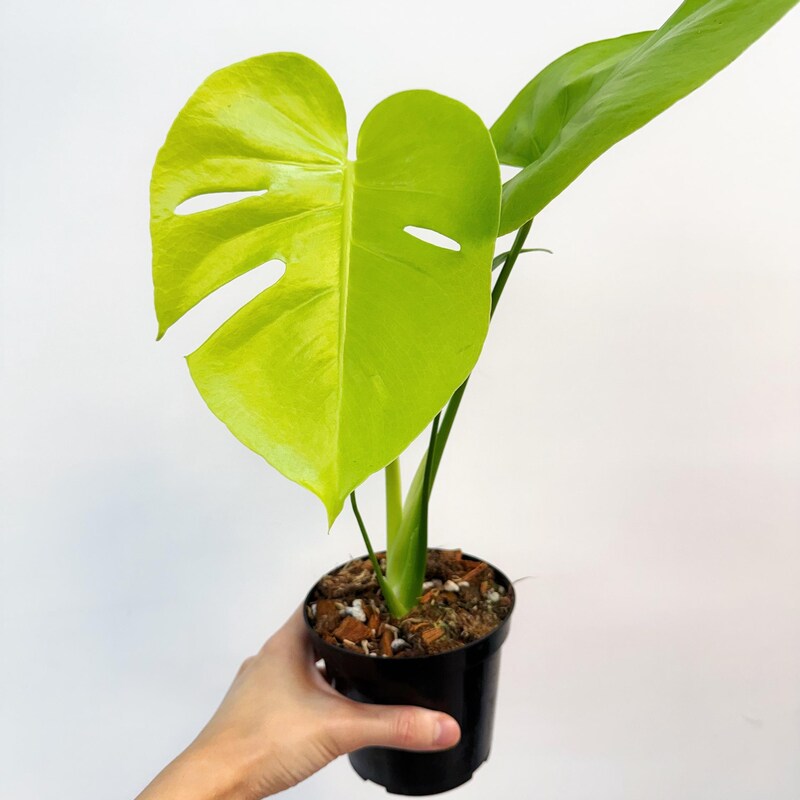 Bulbasaur Monstera - Etsy