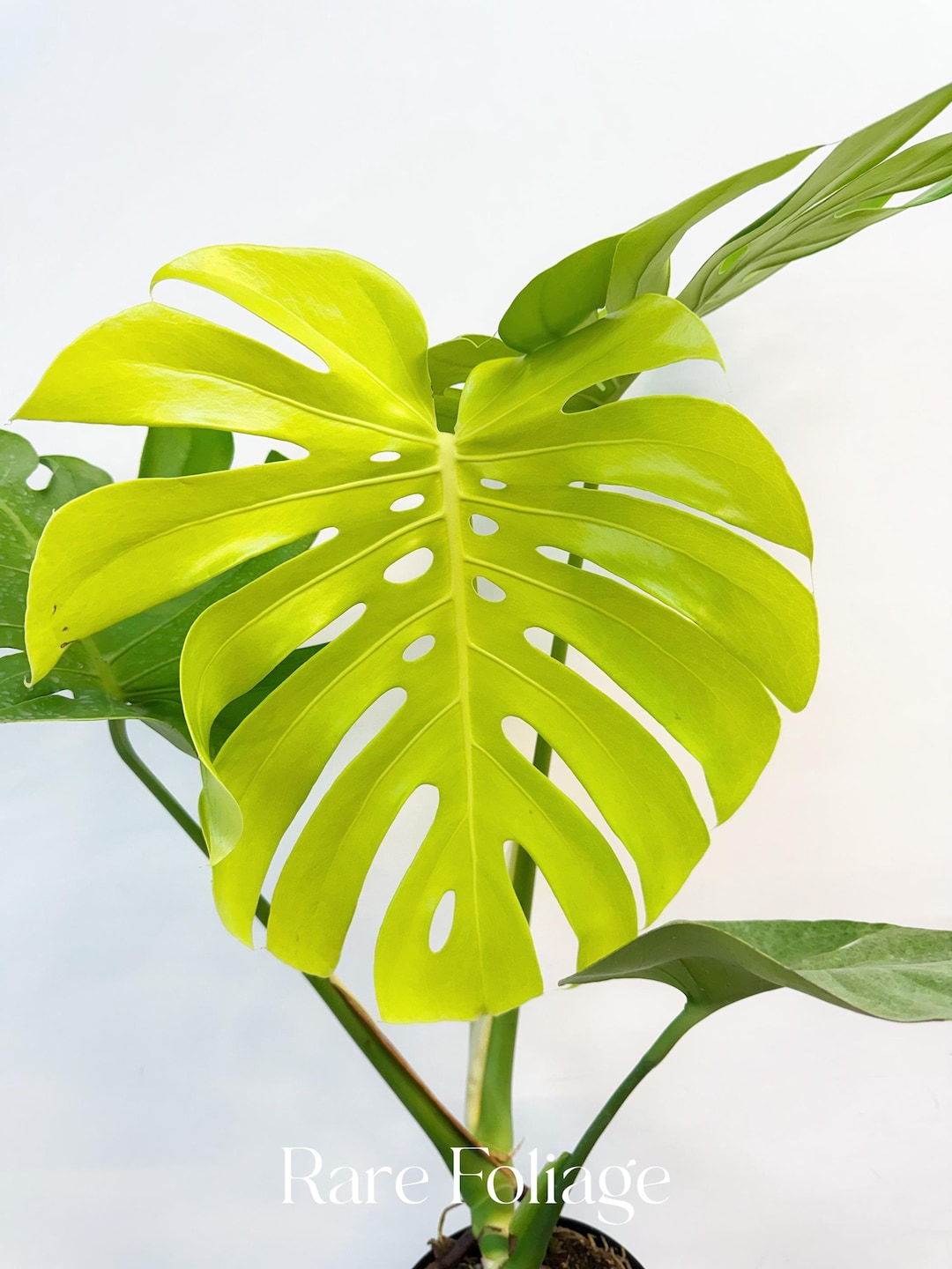 Monstera Lemon Lime 8” - US SELLER - Etsy