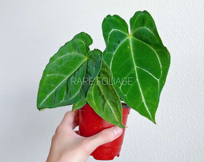 Anthurium Forgetti Hybrid 4" Exact Plant - US SELLER - Etsy