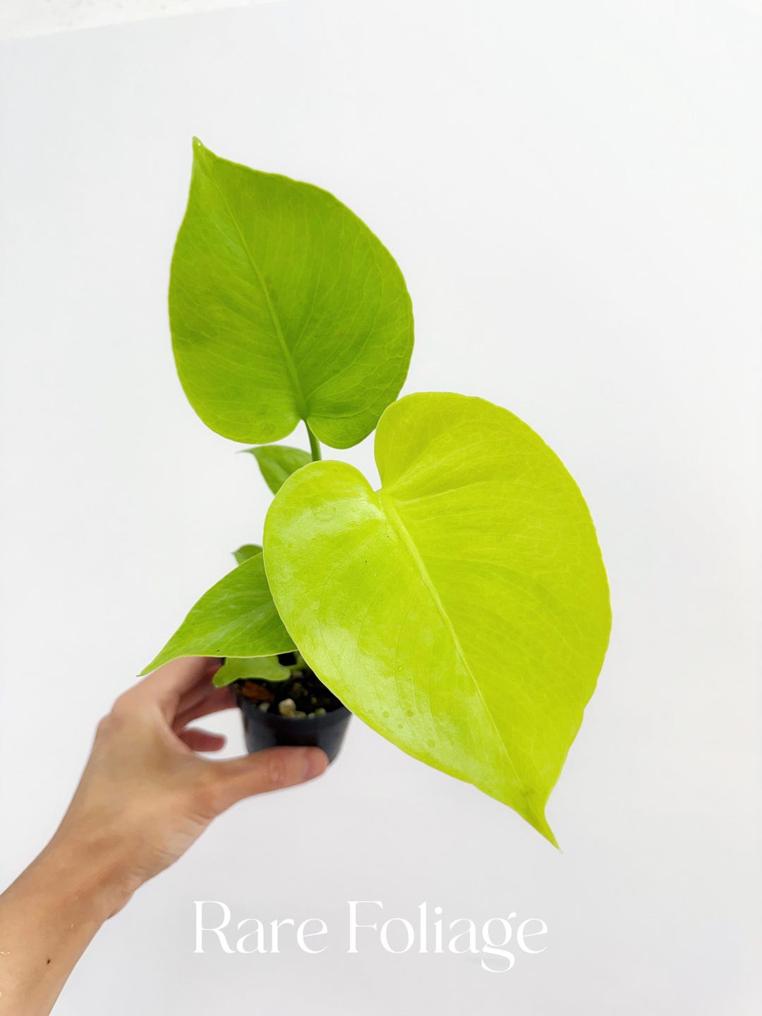 Monstera Lemon Lime 4” - US SELLER - Etsy