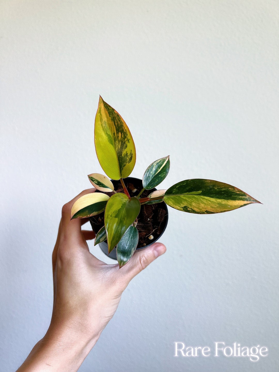 Philodendron Red Congo Variegated 3 US SELLER - Etsy