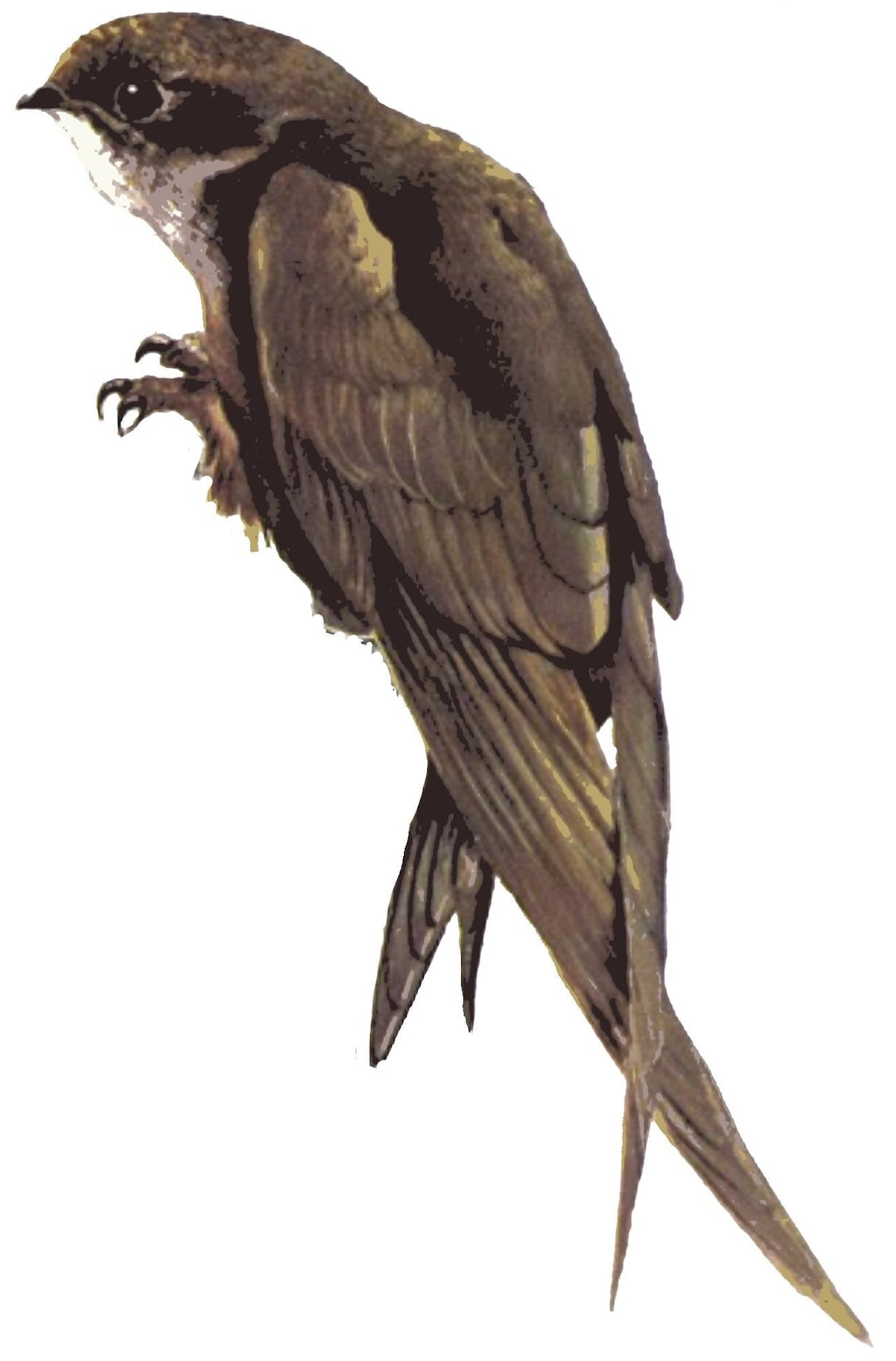 Black Swift, Bird of Towns and Villages, Digital Download: Jpg Pdf Tiff ...