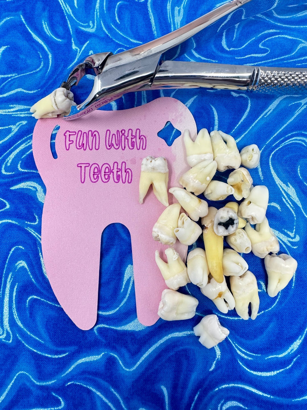 100% REAL Human Teeth, STERILIZED, for Jewelry, for Dental Students, 5 ...