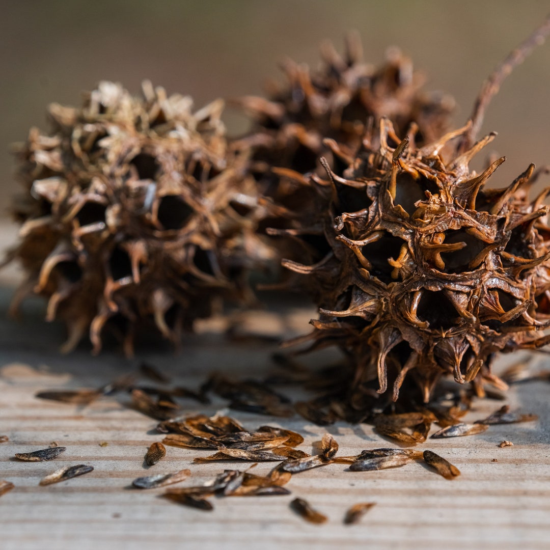 Sweetgum Tree Seeds Heirloom Tree Seeds, Native, Medicinal, Hardy ...