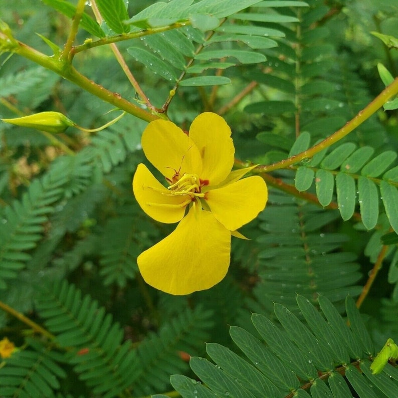 Partridge Pea Heirloom Seeds, Native Wildflower, Hardy, Drought ...