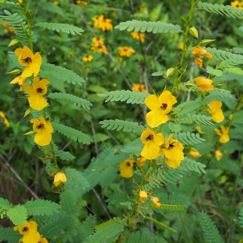 Partridge Pea Heirloom Seeds, Native Wildflower, Hardy, Drought ...