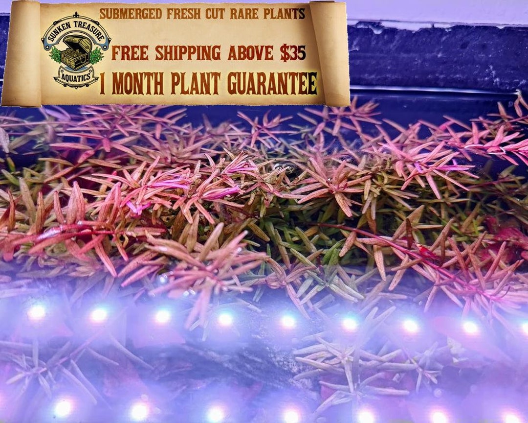 Rare Rotala Macandra Magenta Aquarium Plant Vibrant and Unique - Etsy
