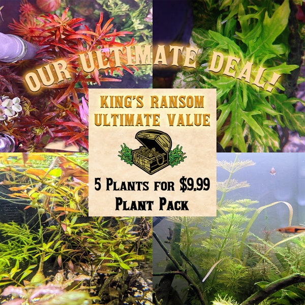 Aquarium Plants - Etsy