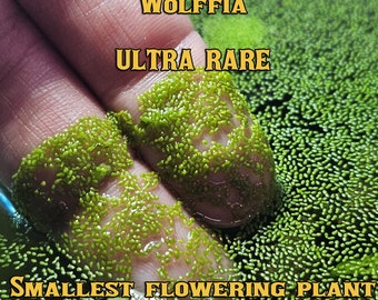Wolffia Globosa is a Smallest Flowering Plant on Earth, Floating Plant ...