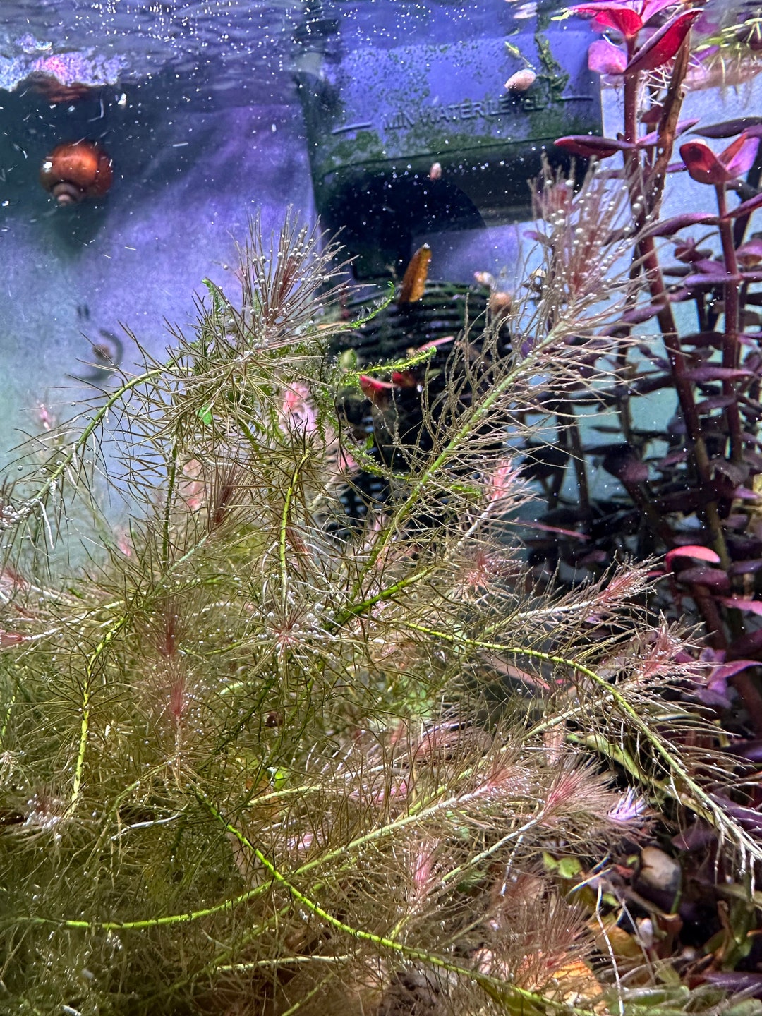 Colorful Rare Mayaca Fireworks Plant Fluffy Vibrant and Unique - Etsy