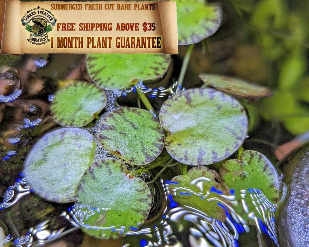 Rare Tiger Striped African Frogbit Floating Plant 1 Month Guarantee - Etsy