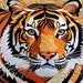 Tiger Patchwork Pattern , Tiger Sewing Pattern , Collage Quilt Tiger ...