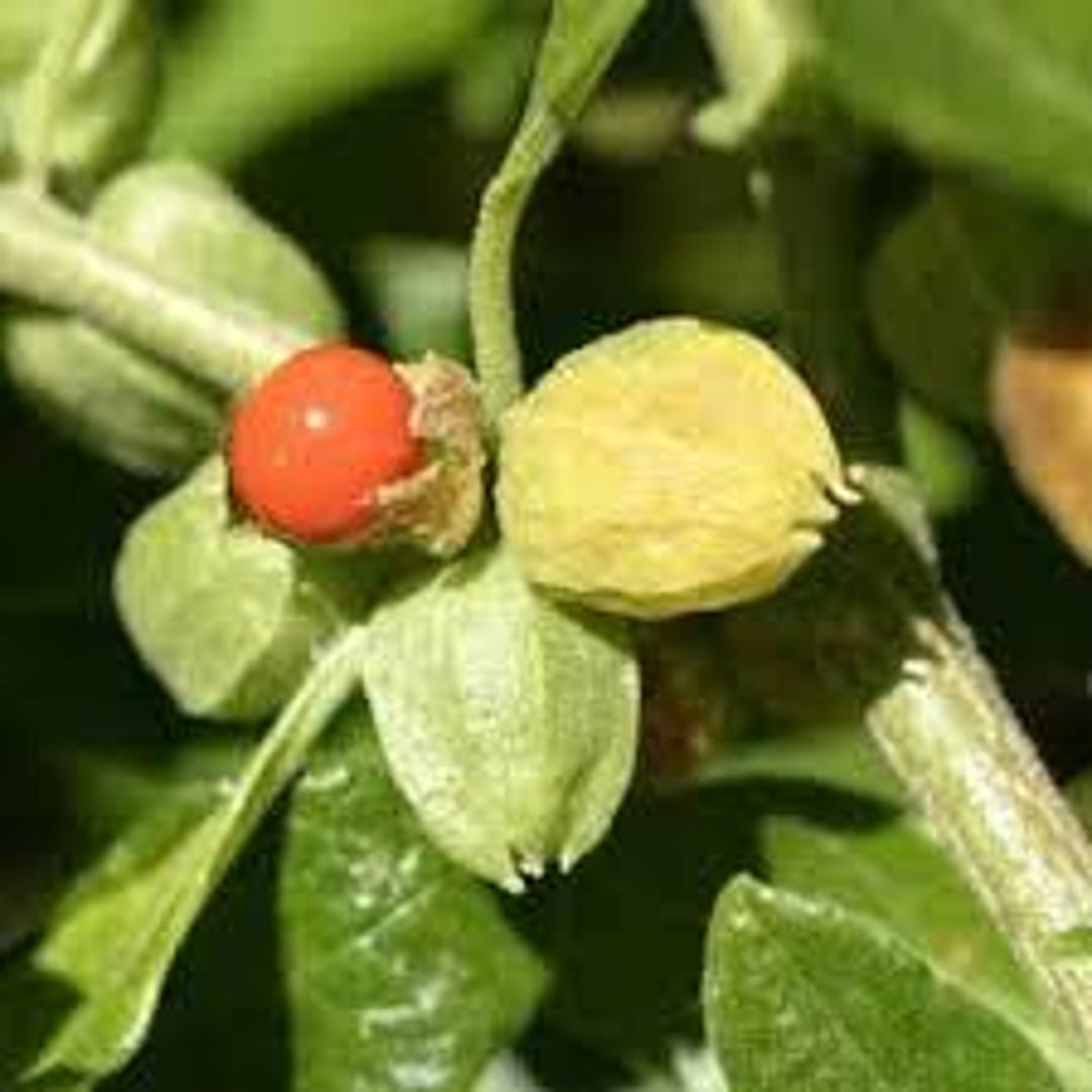 20 Ashwagandha Seeds Organic, Indian Ginseng Seeds, Winter Cherry Seeds ...
