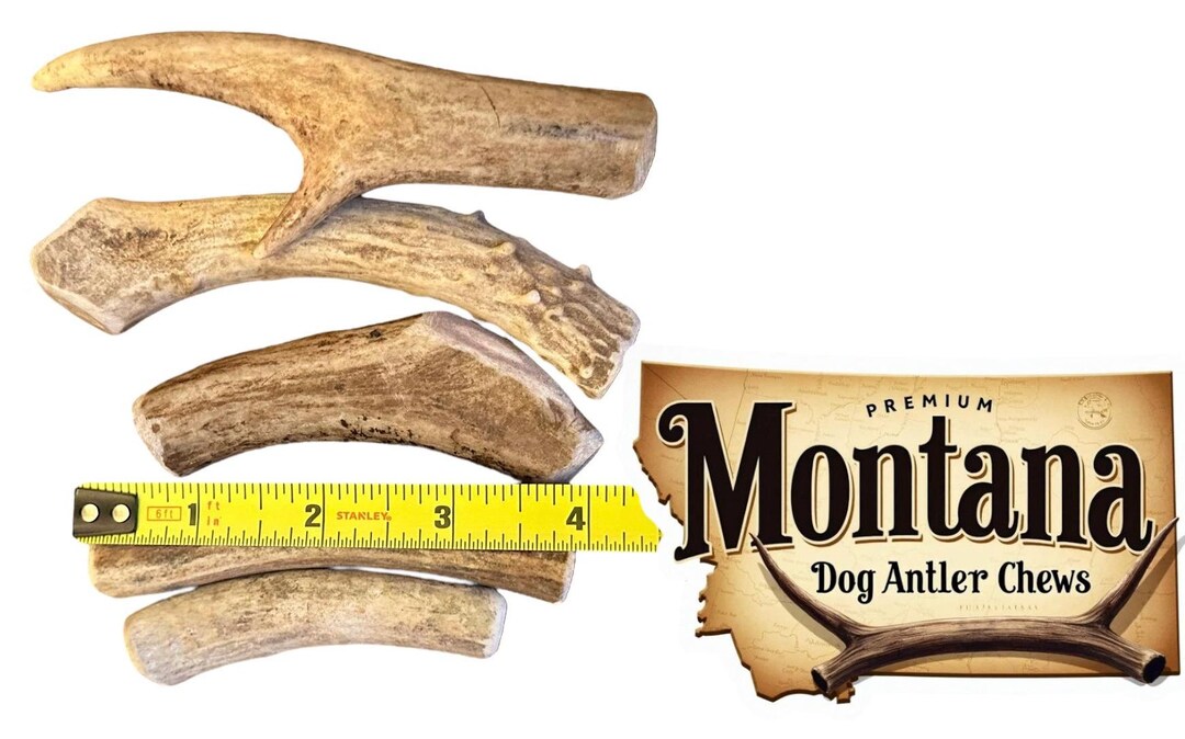 Premium Antler Chews- Montana Sourced Deer Antlers - 3 Medium Antlers ...