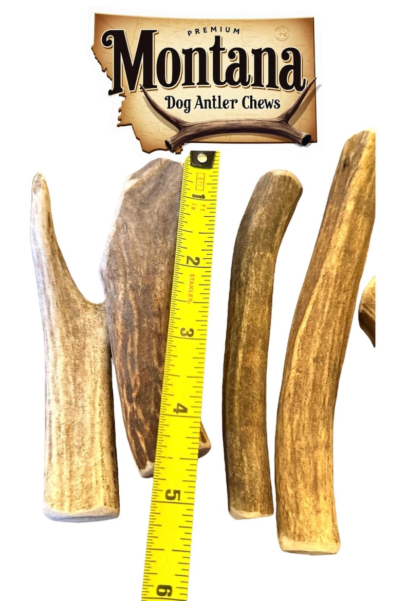 Premium Dog Antler Chews Montana Sourced Deer Antlers 3 Large Antlers ...