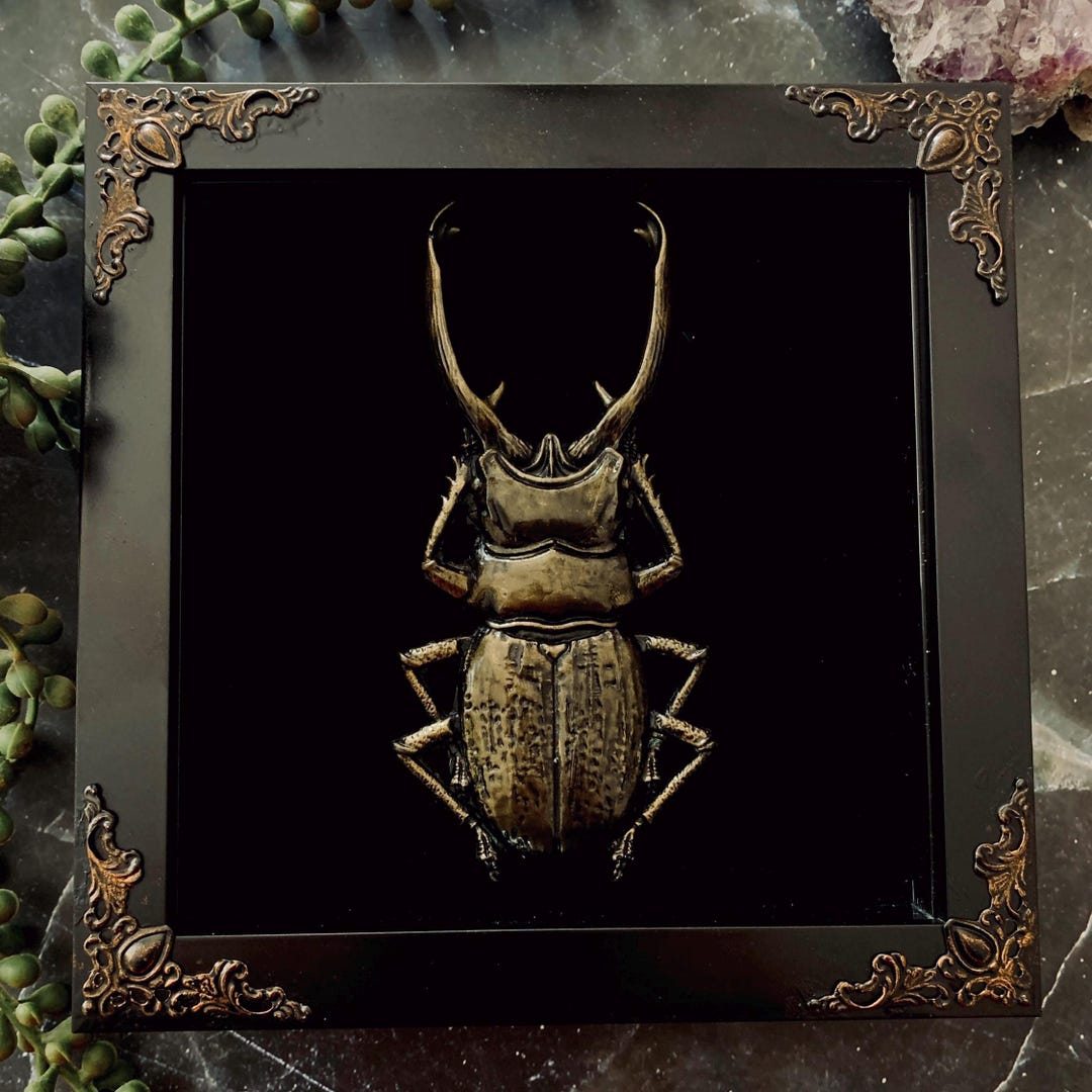 Resin Stag Beetle Framed, Gothic Art, Curiosities and Oddities Gallery ...