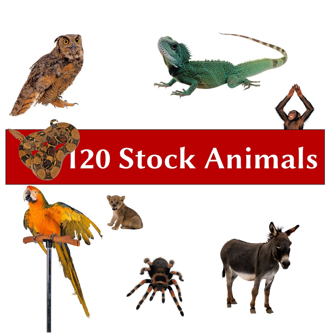 120 Real Animal Pictures Cleared Background, Stock Animals, Ready to ...