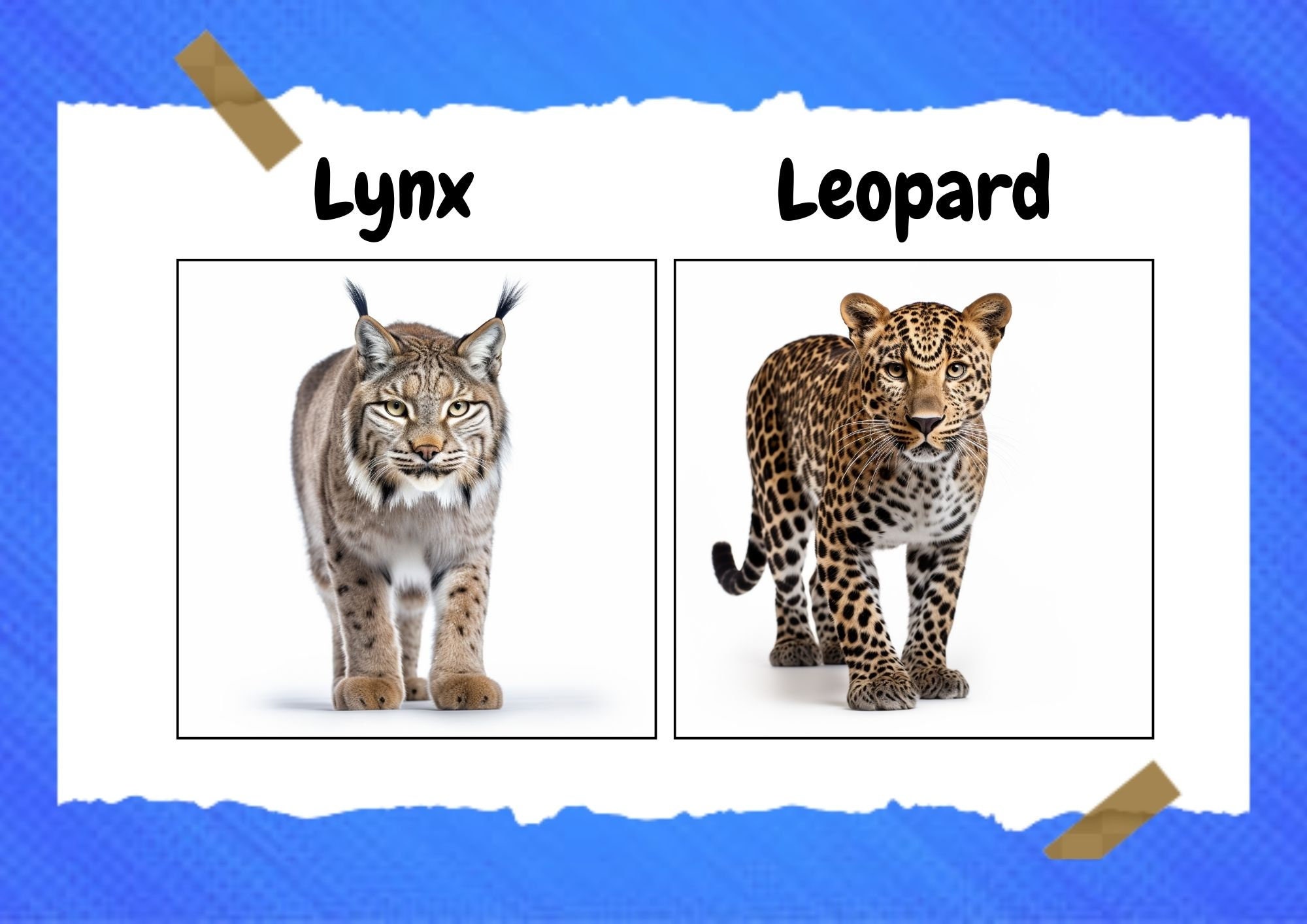 Predatory Animals Flashcards; Montessori Materials, Educational ...