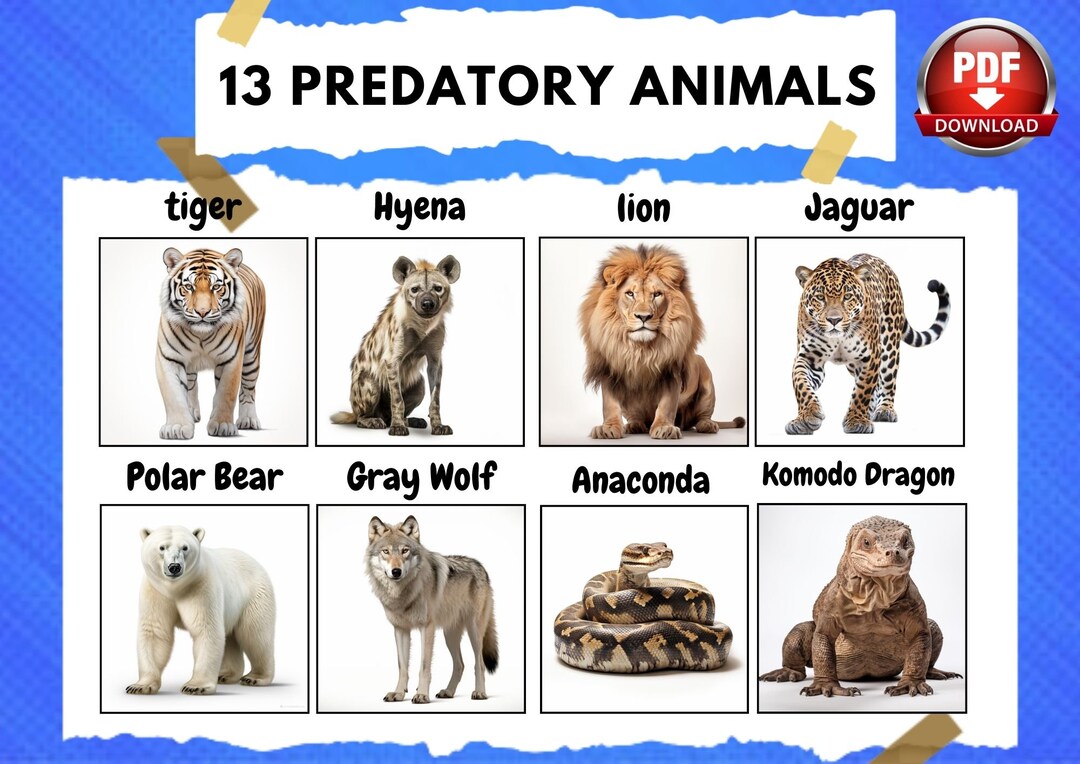 Predatory Animals Flashcards; Montessori Materials, Educational ...