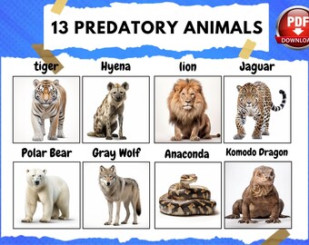 40 Zoo Animal Flashcards, Montessori Materials, Educational Printable ...