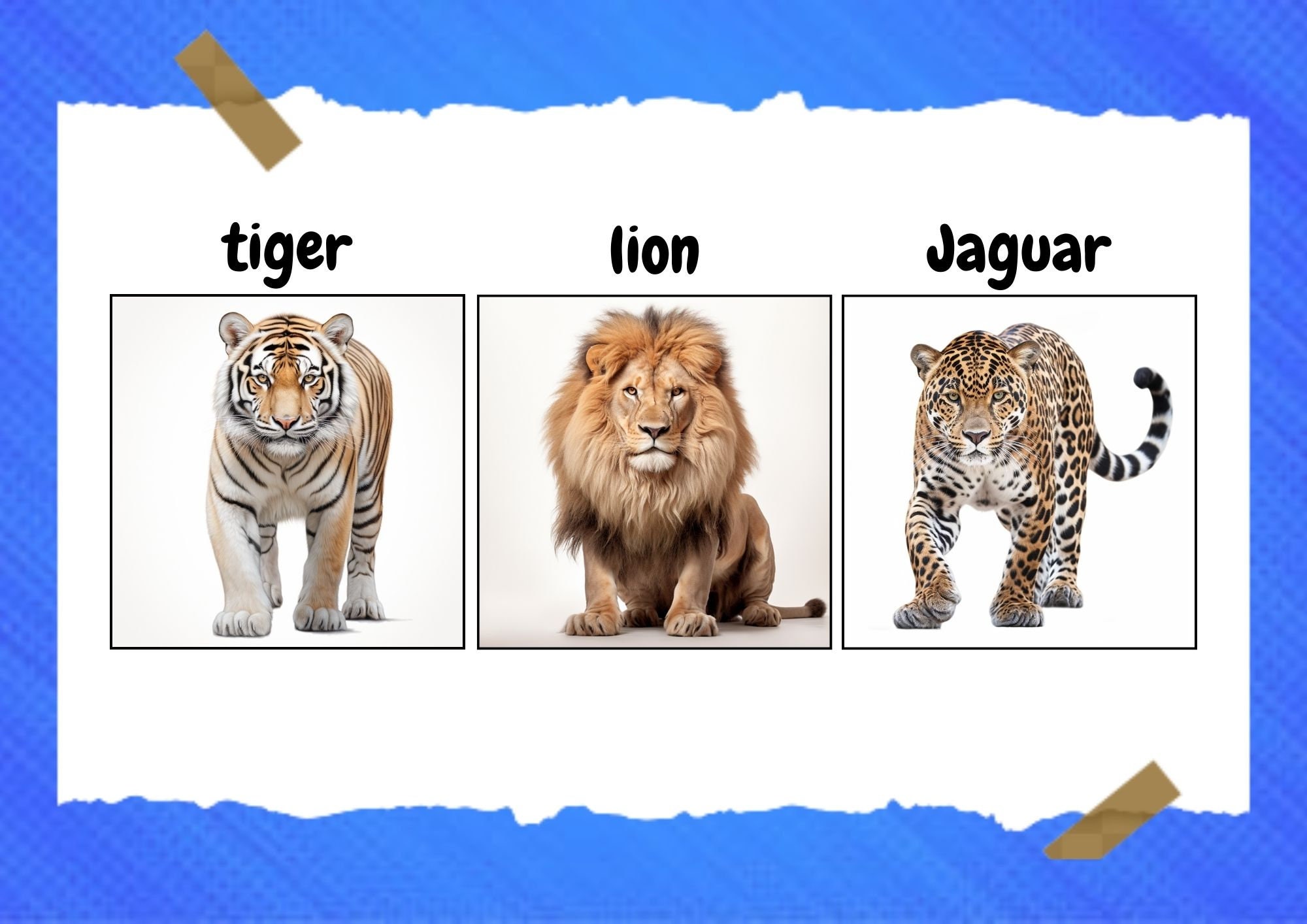 Predatory Animals Flashcards; Montessori Materials, Educational ...
