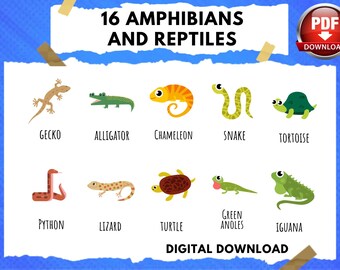 32 Amphibians and Reptiles Photo Flashcards: Amphibians and Reptiles ...