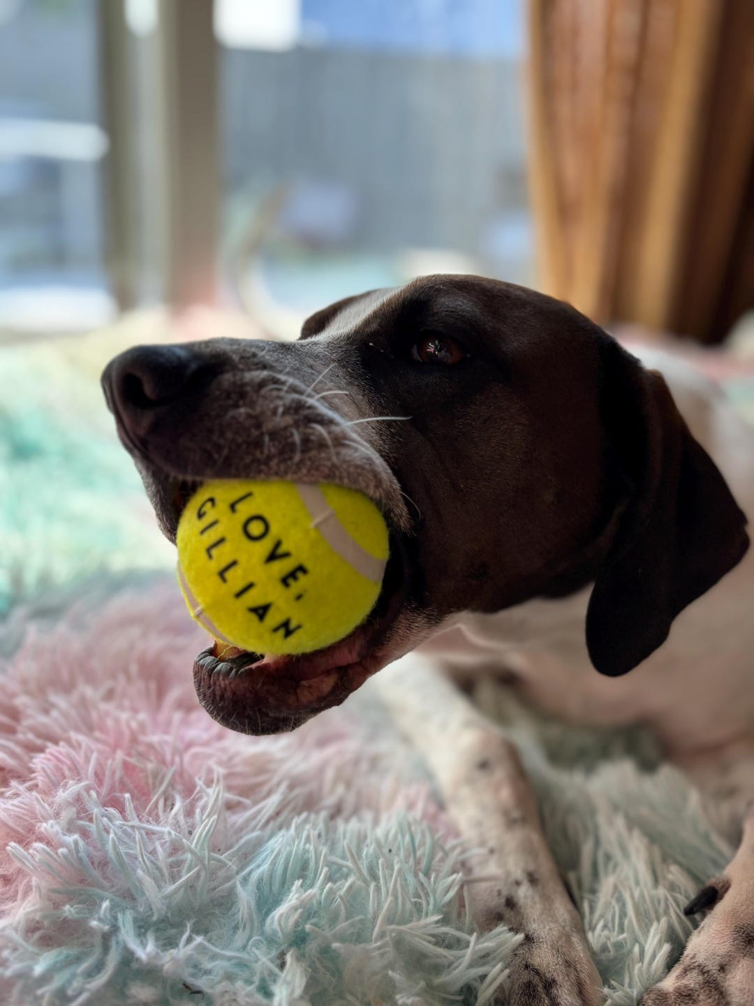 Custom Tennis Balls, Personalize With Any Name Dogs, or People Great ...