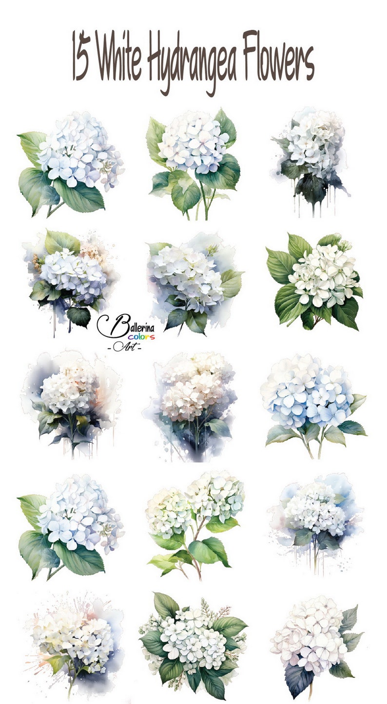 15 White Hydrangea Clipart, Hydrangea Print, White Hydrangea Paiting ...