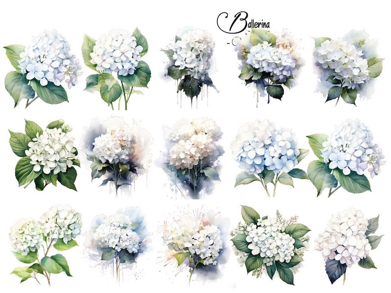 15 White Hydrangea Clipart, Hydrangea Print, White Hydrangea Paiting ...