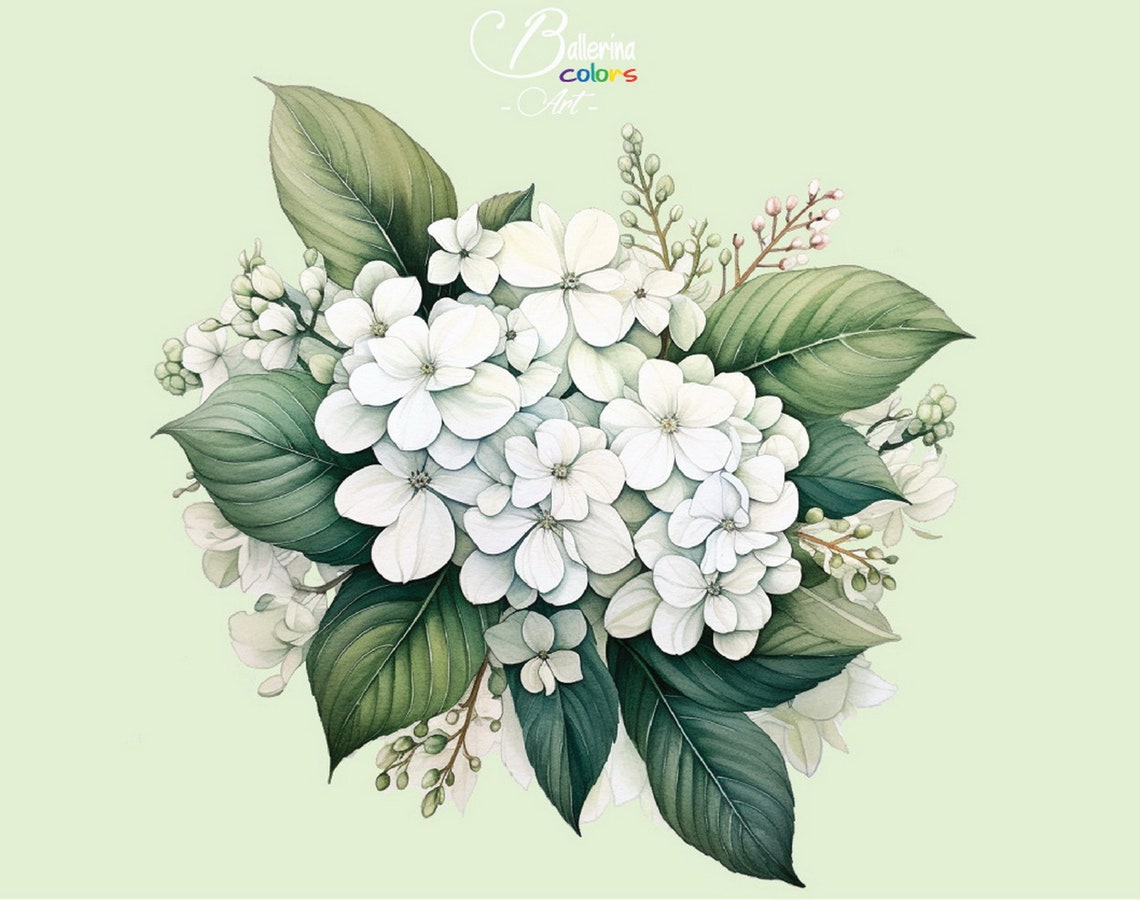 15 White Hydrangea Clipart, Hydrangea Print, White Hydrangea Paiting ...