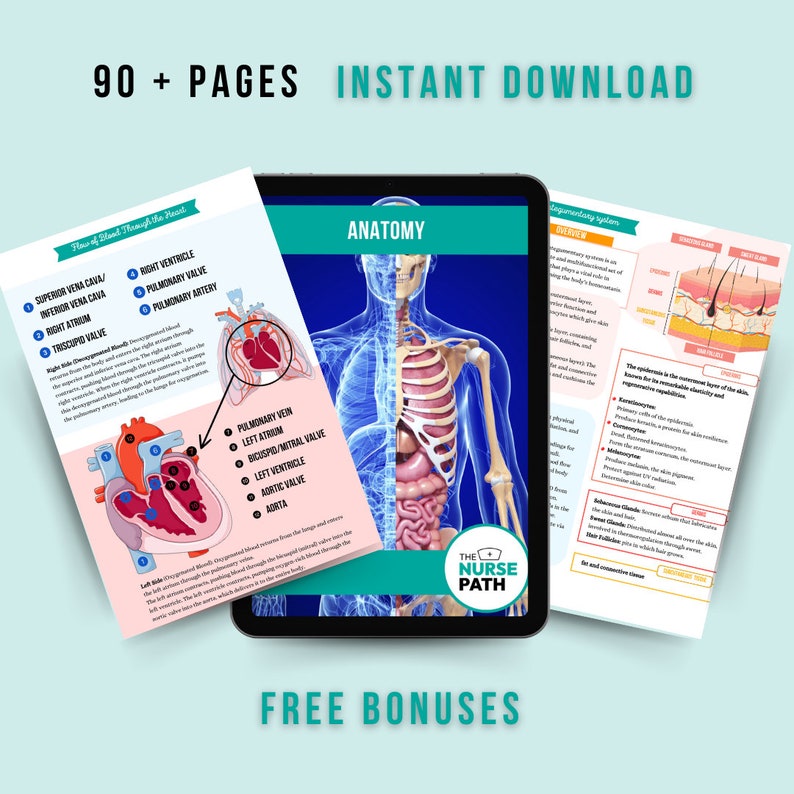 Ultimate Anatomy and Physiology 60 Pages Anatomy Study Guide Anatomy ...