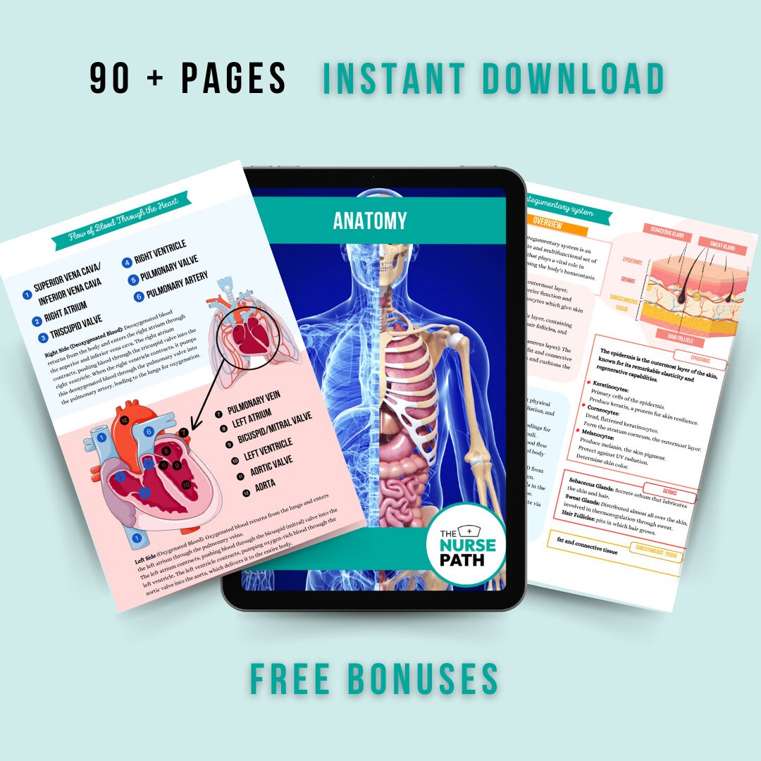 Ultimate Anatomy and Physiology 60 Pages Anatomy Study Guide Anatomy ...