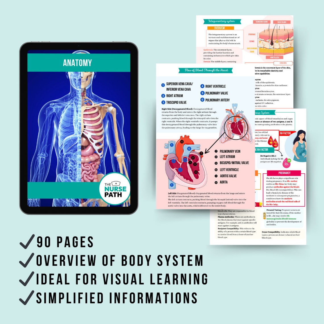 Ultimate Anatomy and Physiology 60 Pages Anatomy Study Guide Anatomy ...
