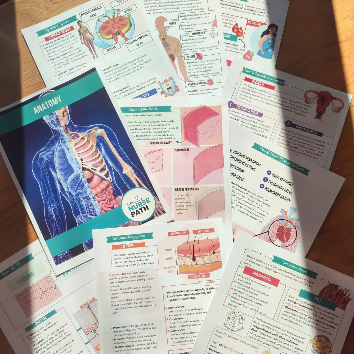 Ultimate Anatomy and Physiology 60 Pages Anatomy Study Guide Anatomy ...