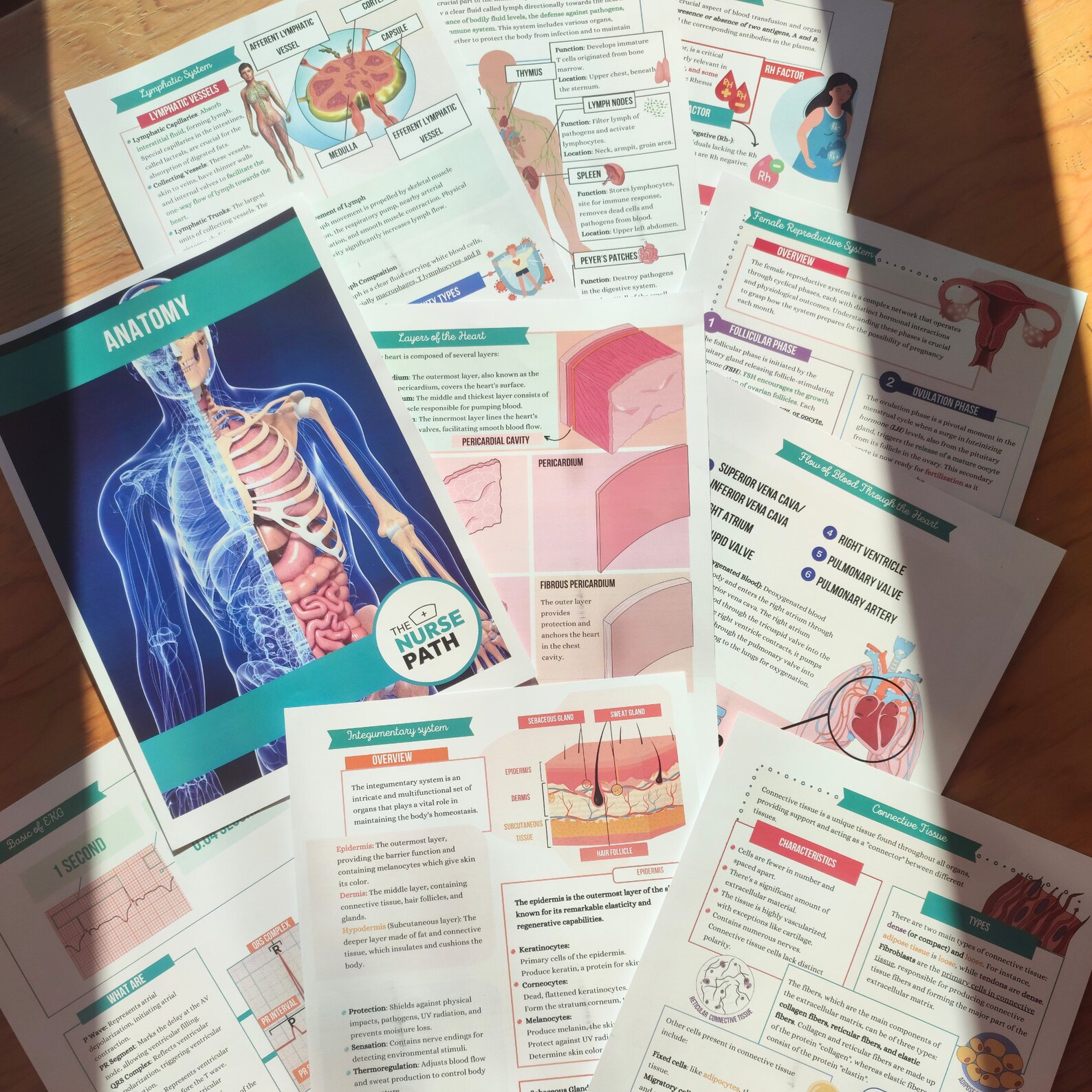 Ultimate Anatomy and Physiology 60 Pages Anatomy Study Guide Anatomy ...