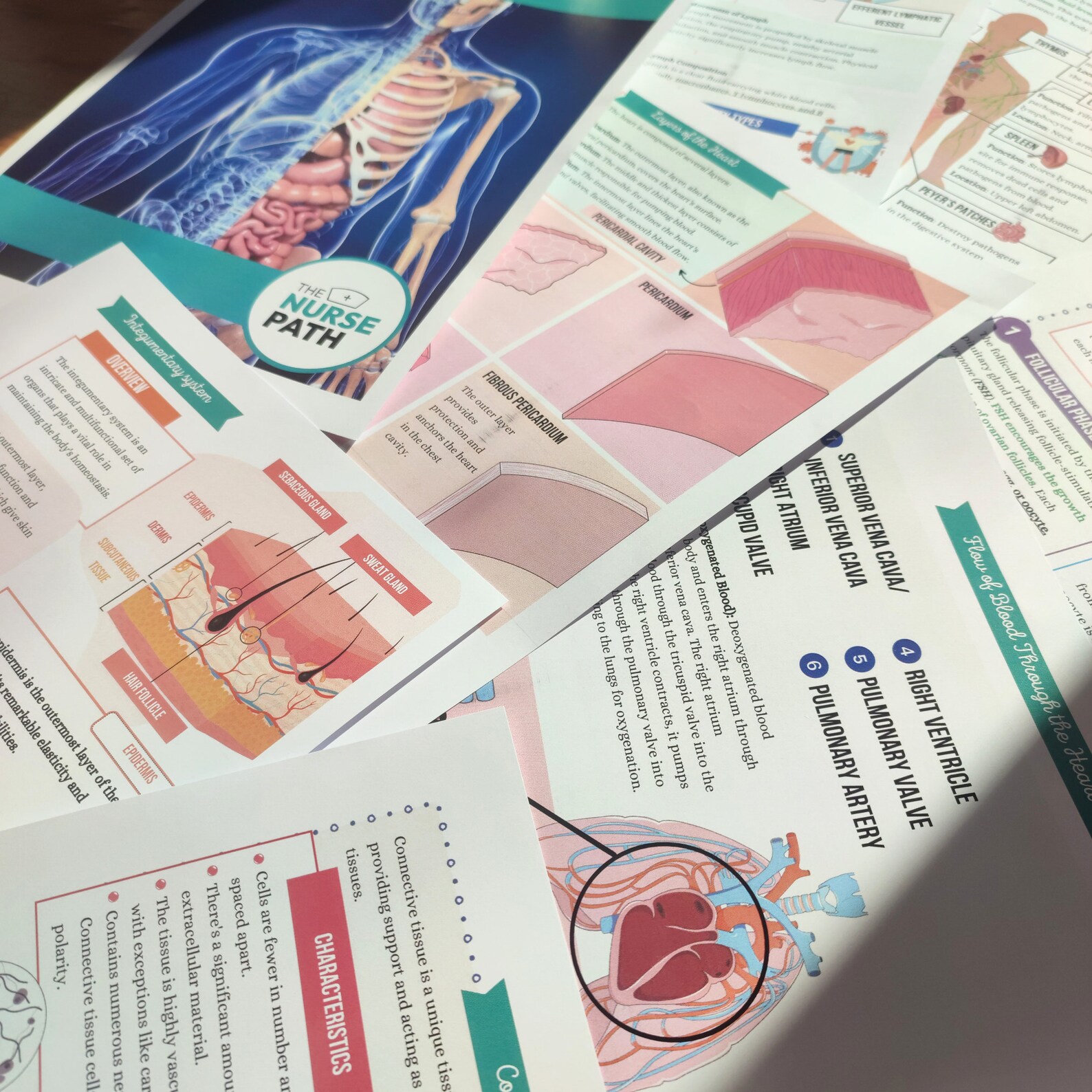 Ultimate Anatomy and Physiology 60 Pages Anatomy Study Guide Anatomy ...