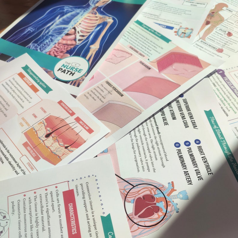 Ultimate Anatomy and Physiology 60 Pages Anatomy Study Guide Anatomy ...