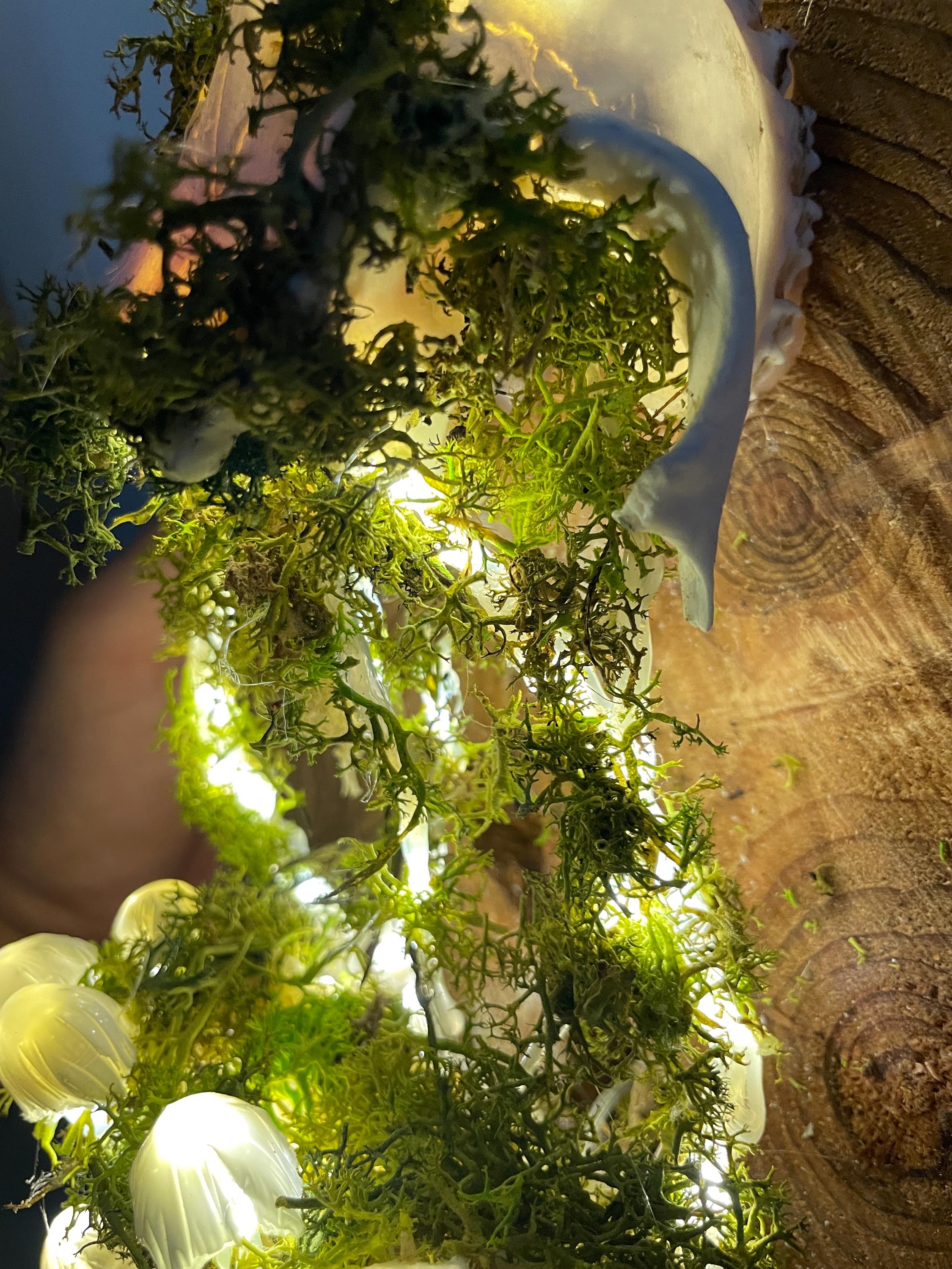 Forest Lamp With LED Glowing Mushrooms - Etsy