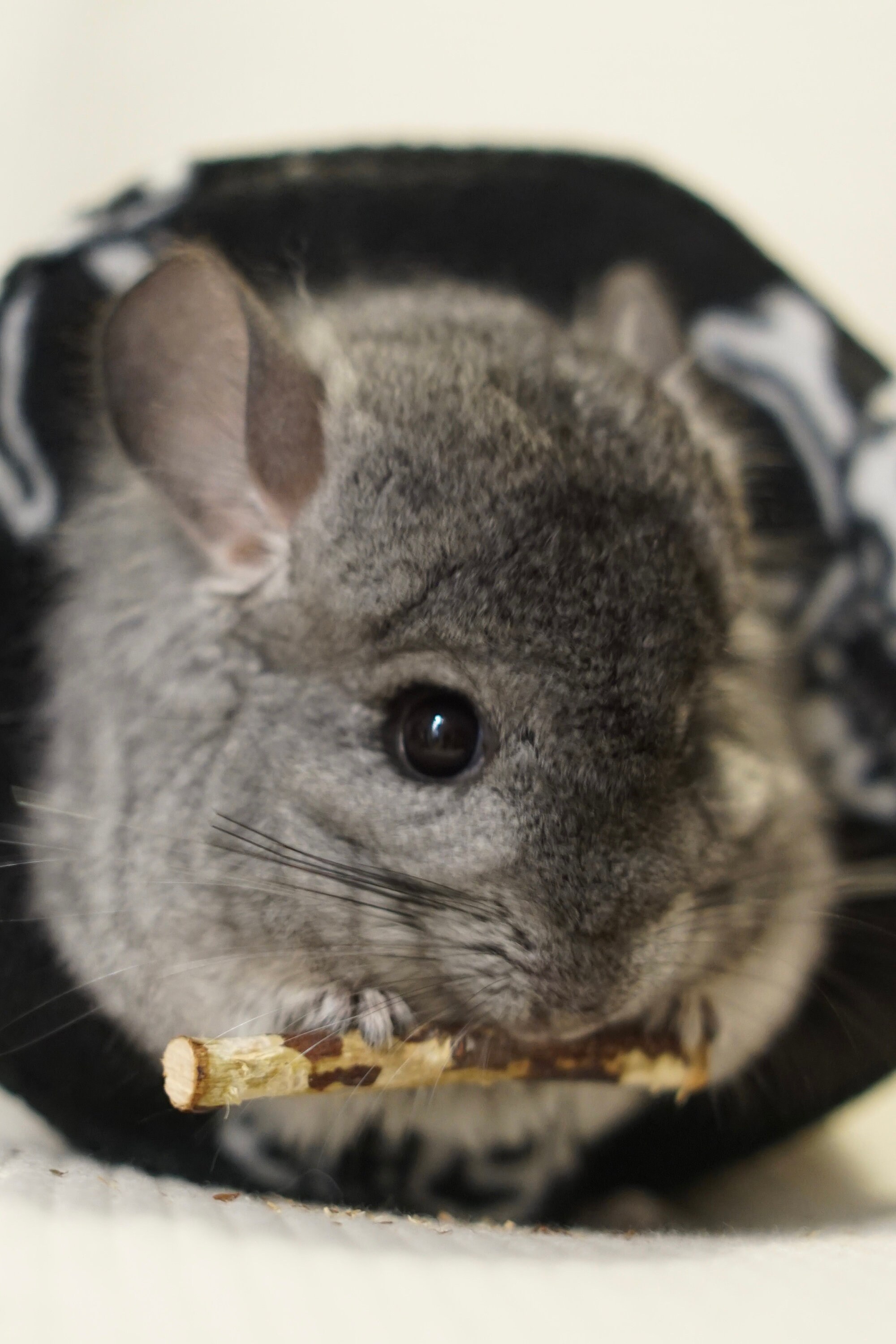 Elizabeth Cone for After Surgery Protection anti-pill Fleece for ...