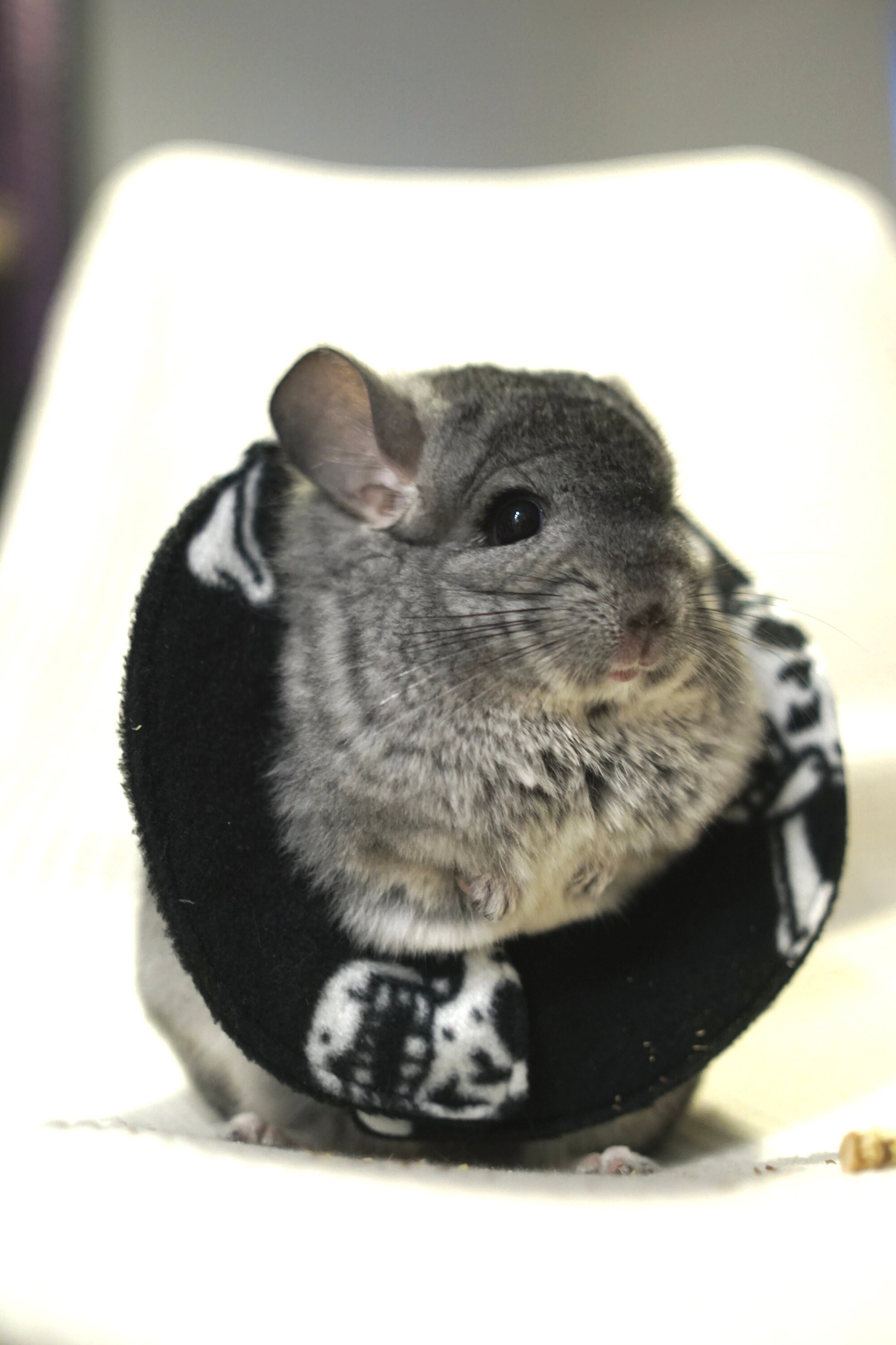 Elizabeth Cone for After Surgery Protection anti-pill Fleece for ...