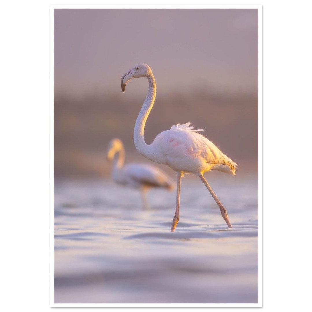 Duo of Pink Flamingos, Premium Poster in Matte Paper - Etsy