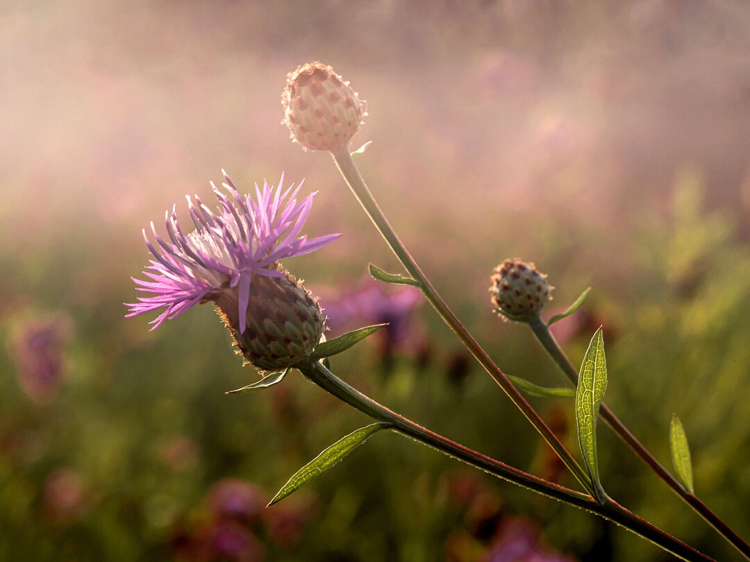 Hudson Valley NY Large Wildflower Photography Print/ Cornwall NY ...