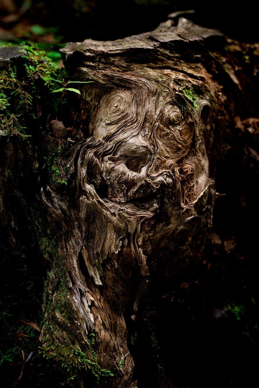 The Man in the Roots Interesting Tree Root Photography Print/ Wall Art ...