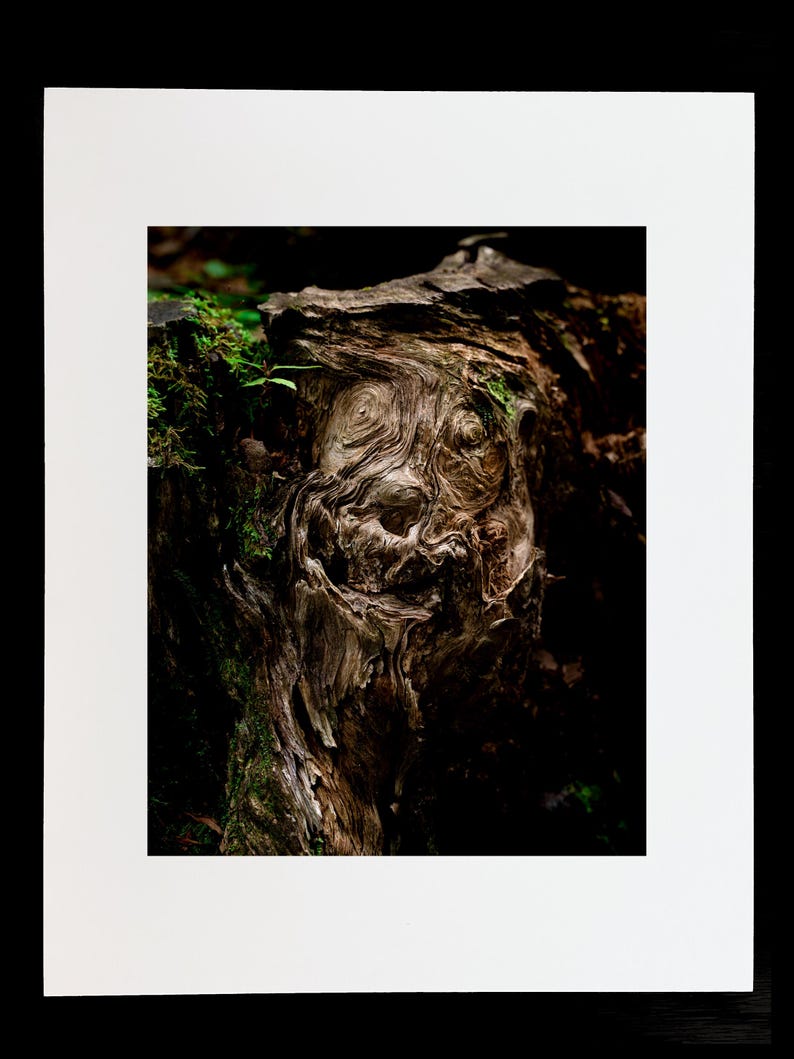The Man in the Roots Interesting Tree Root Photography Print/ Wall Art ...