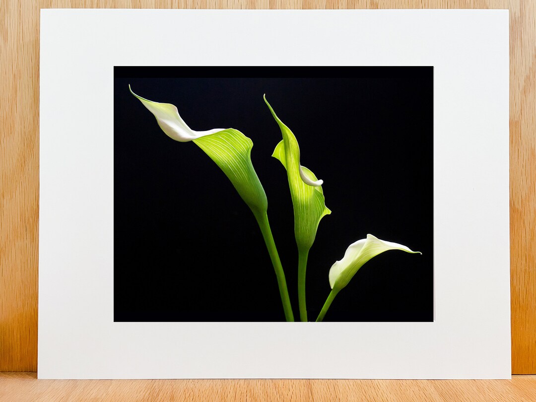 Lilies Sample Photography Print Wall Art Etsy lilies-sample-photography-print-wall-art-etsy
