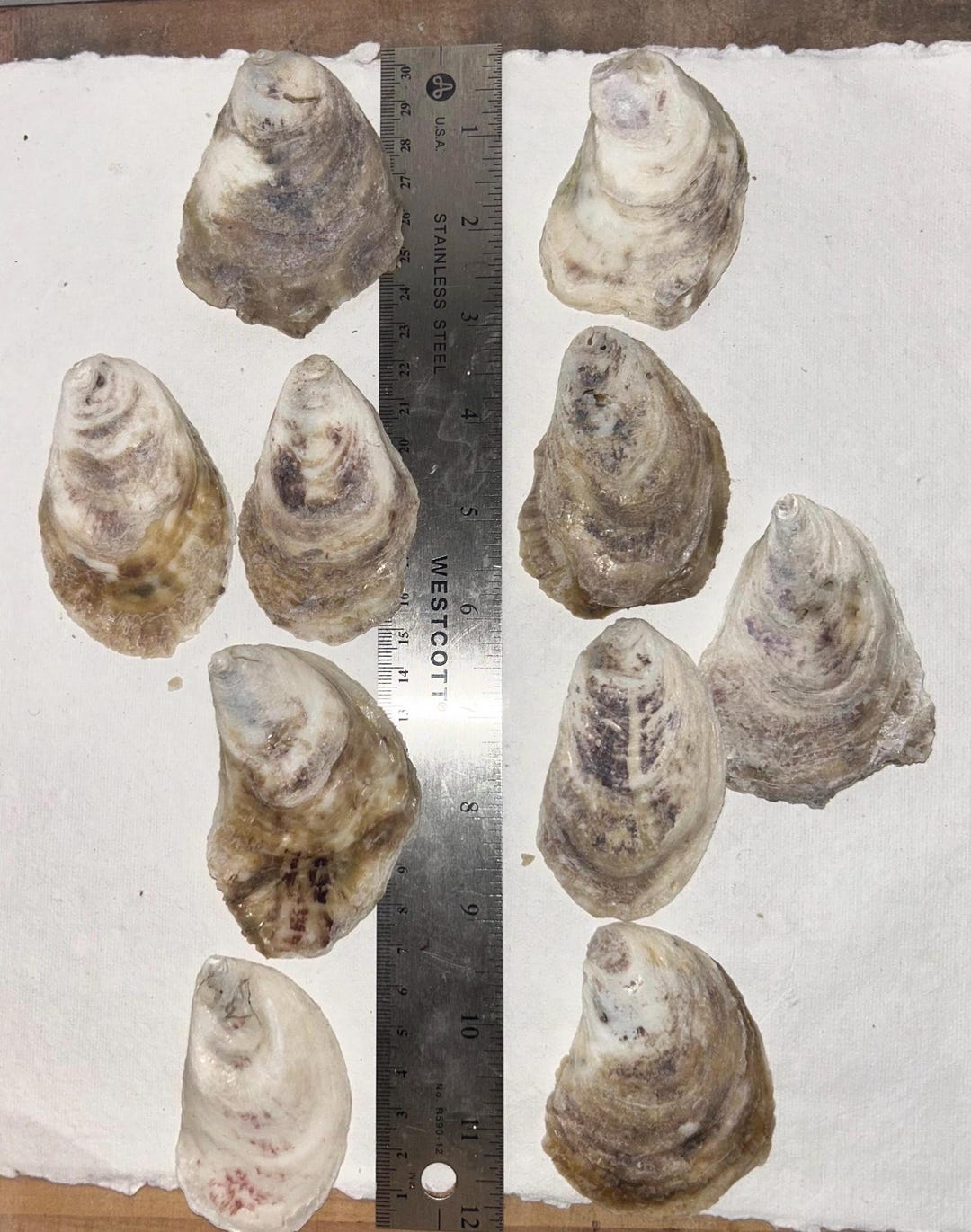 Oyster Shells- Small “3” Flat Oyster Shells for Decoupage. - Etsy