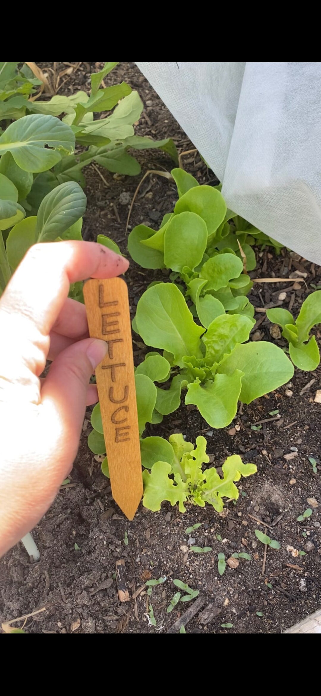 Yellow Garden Stake Wooden Large Plant Label Stake Food Safe Garden ...