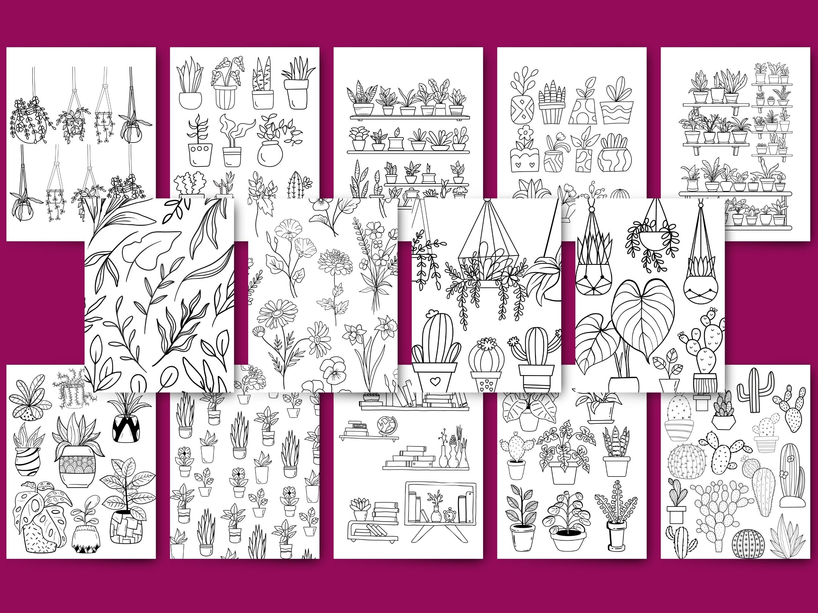 Plant Coloring Pages, Plant PNG, House Plant Coloring Pages, Plant ...