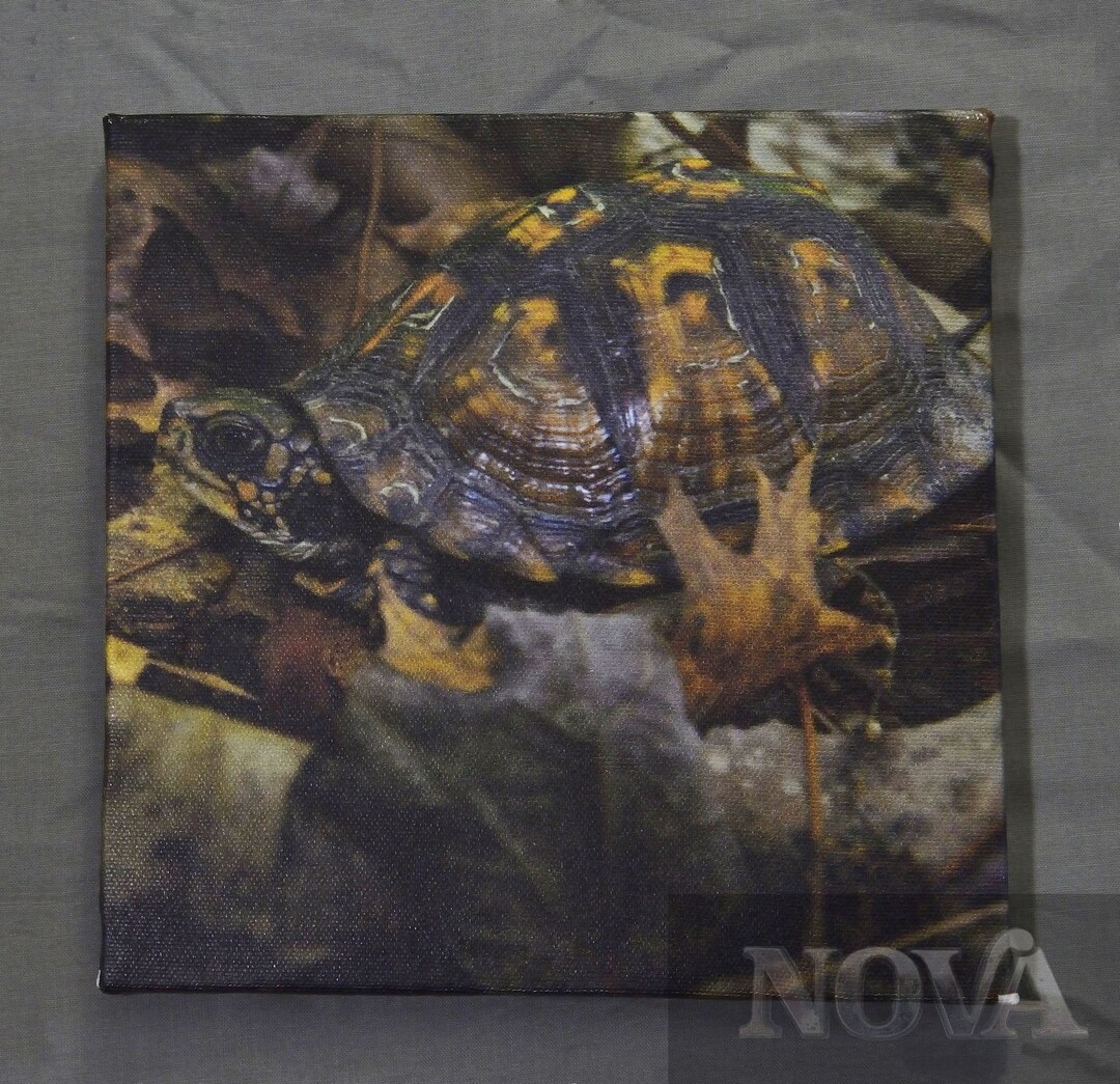 Eastern Box Turtle 8x8 - Etsy
